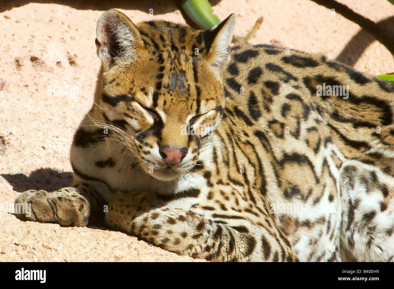 Ocelot Felis pardalis Stock Photo - Alamy
