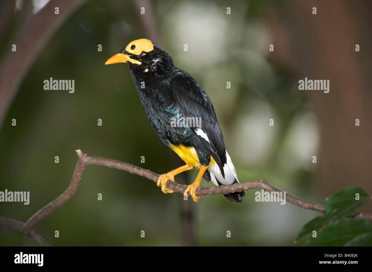 Yellow faced Myna (Mino dumontii Stock Photo - Alamy
