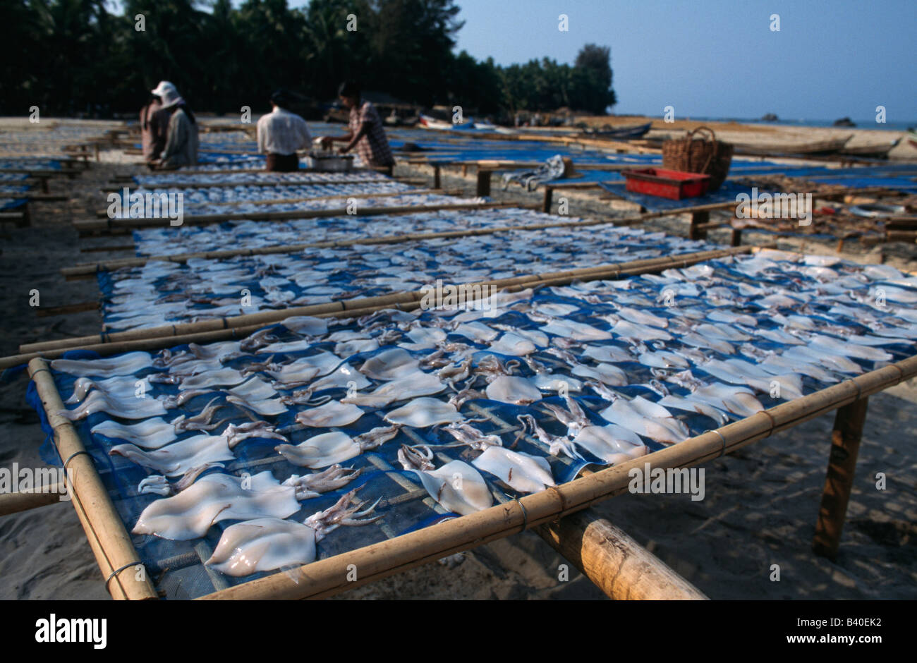 Squid racks hi-res stock photography and images - Alamy