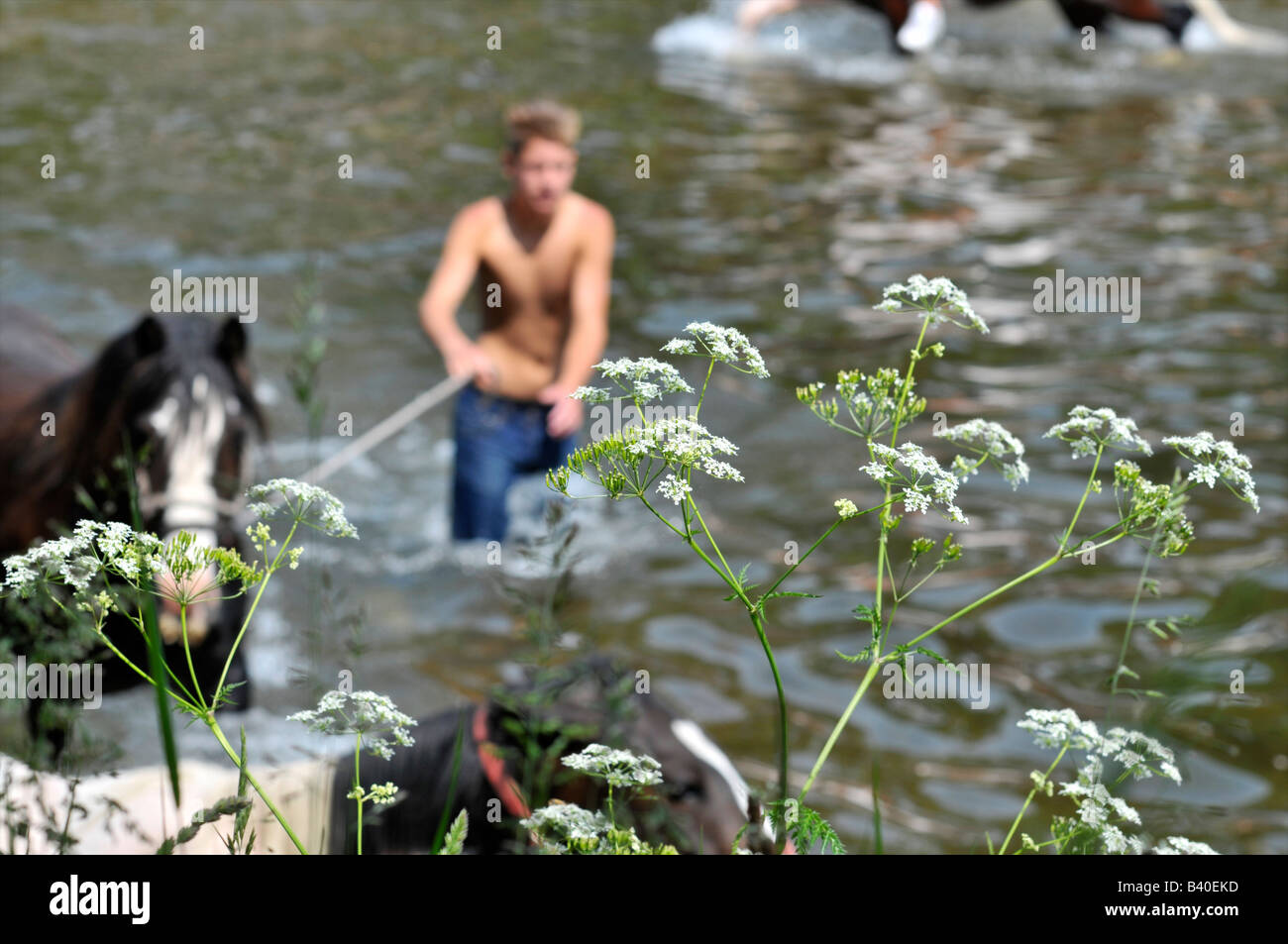 Gypsies washing horses in the River Eden Stock Photo - Alamy