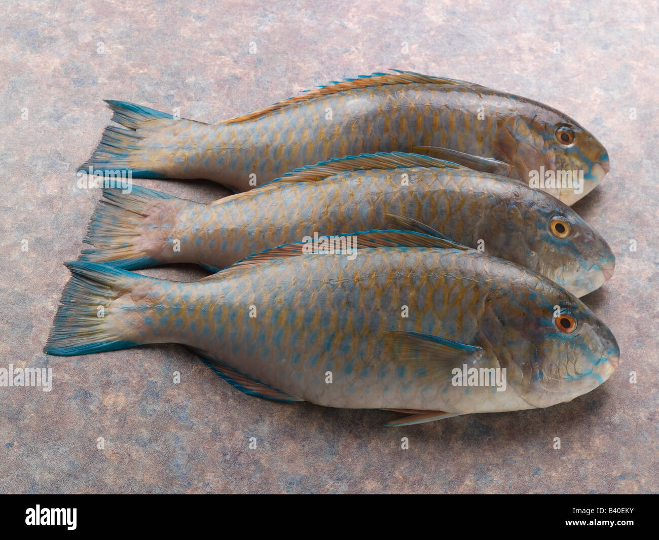 Parrot fish and caribbean hi-res stock photography and images - Alamy