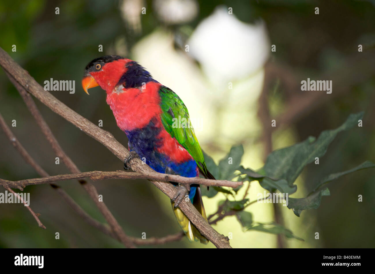 Black capped Lory also known as Western Black capped Lory Tricolored ...