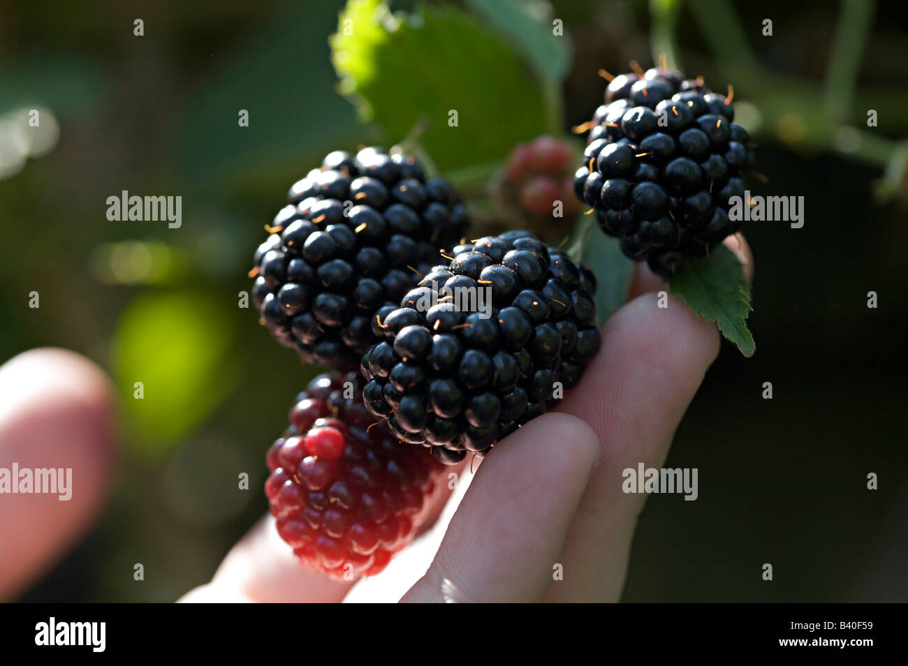 Blackberry harvest hi-res stock photography and images - Alamy
