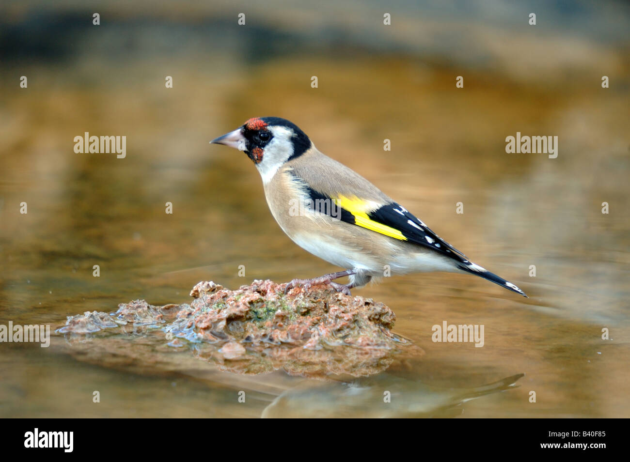 A picture of a bird Stock Photo - Alamy