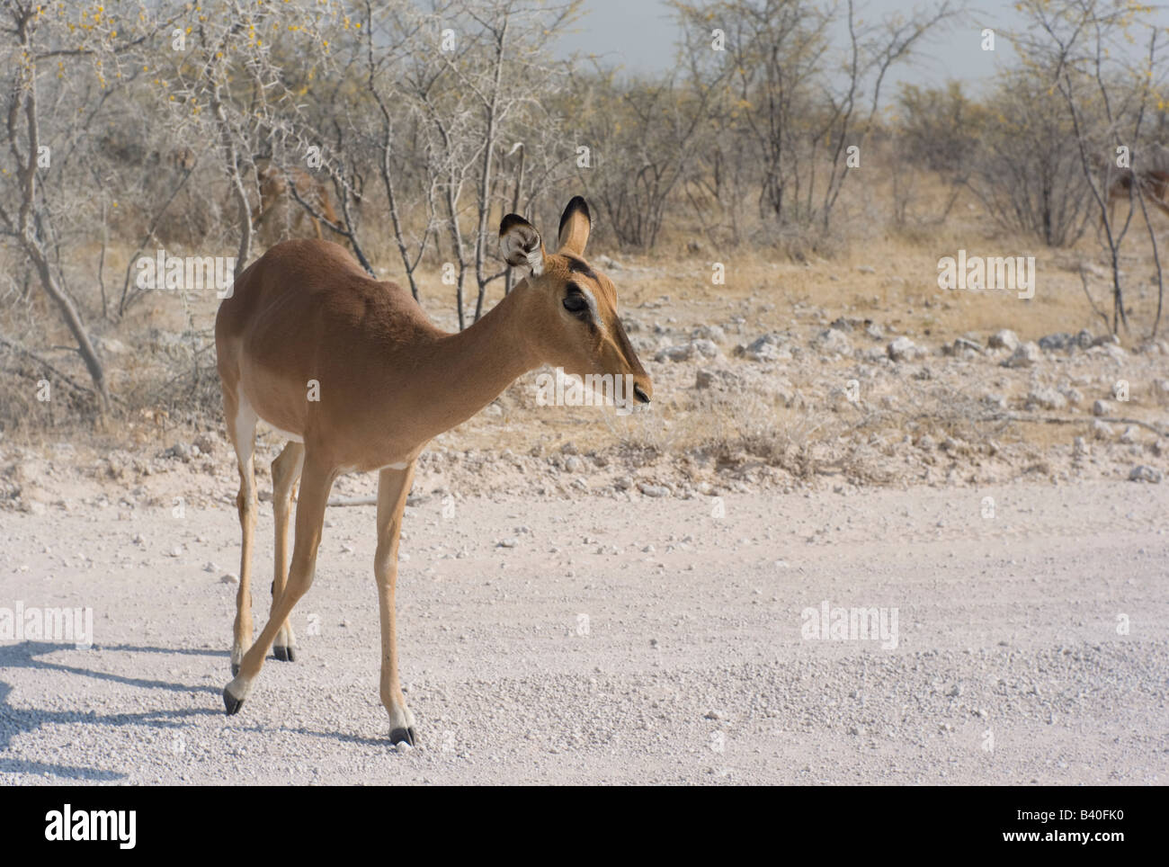 Black-faced Impala, Etosha, Namibia Stock Photo - Alamy