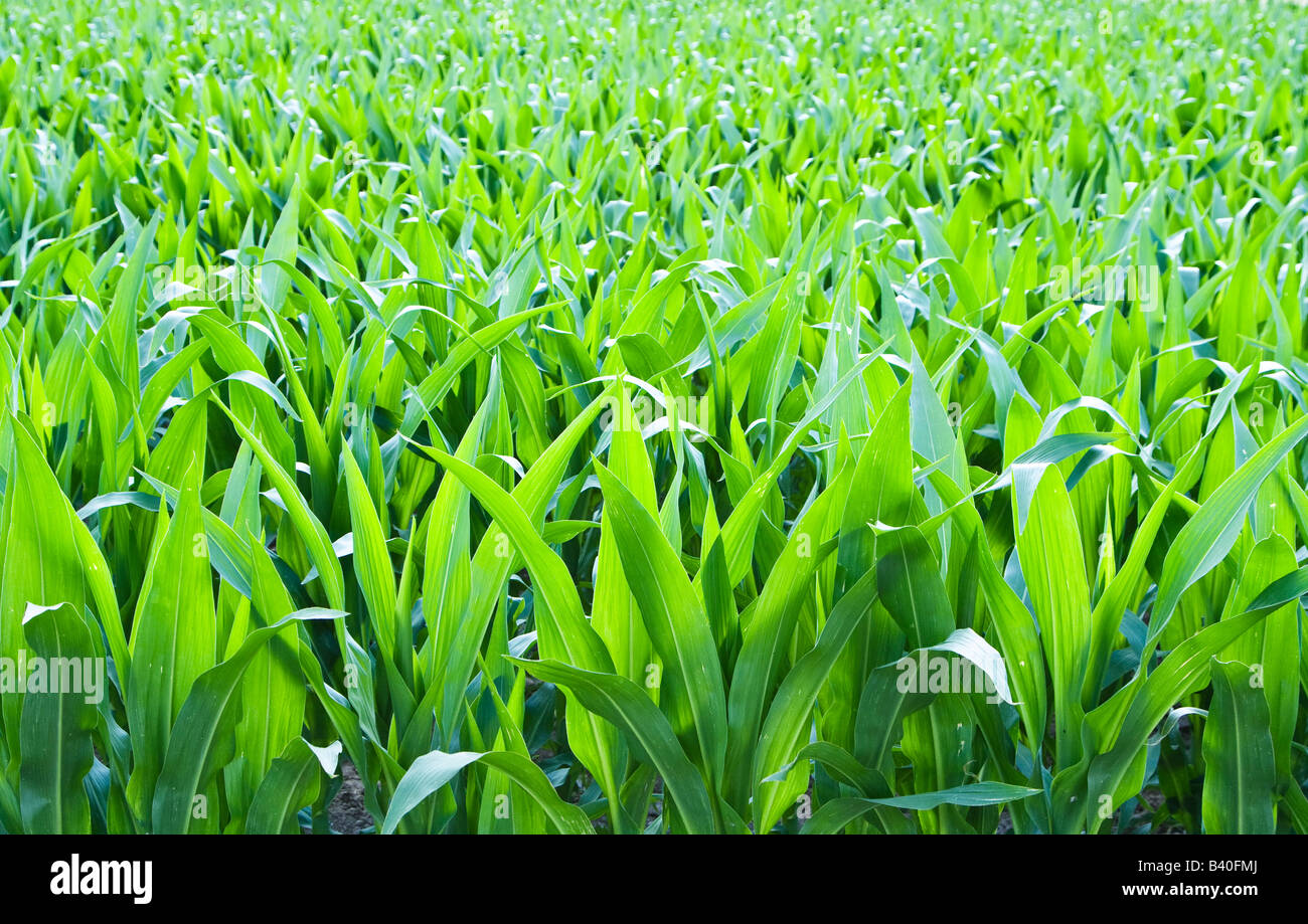 Green corn plant field Stock Photo - Alamy