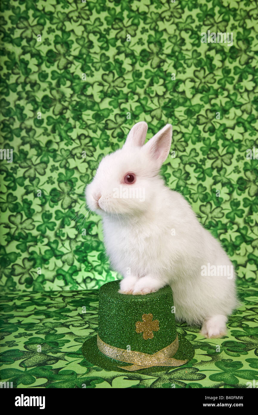 Dork Dwarf White Bunny