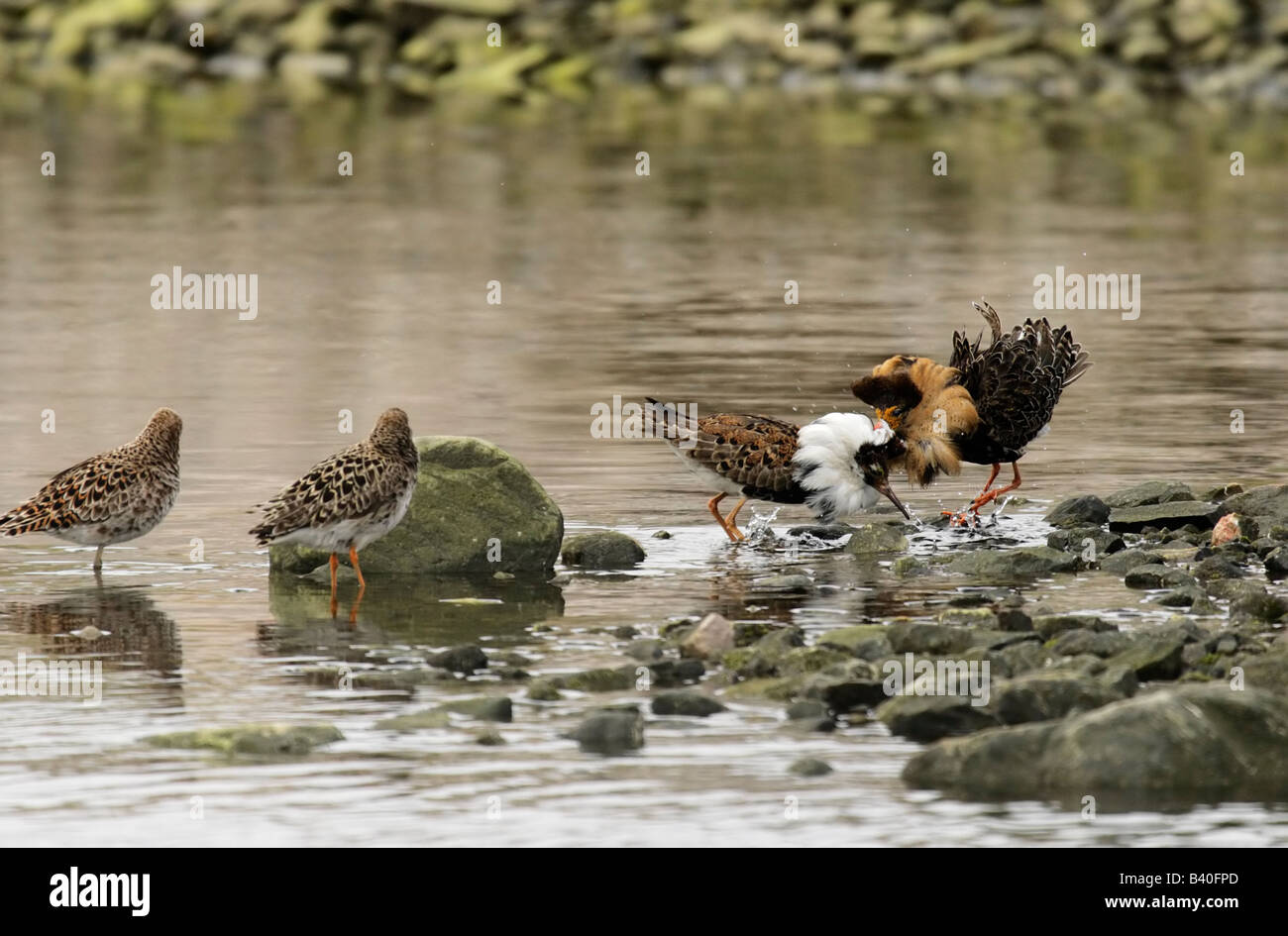 Ruff (Philomachus pugnax). Breeding behavior. Kandalaksa Bay,White Sea ...