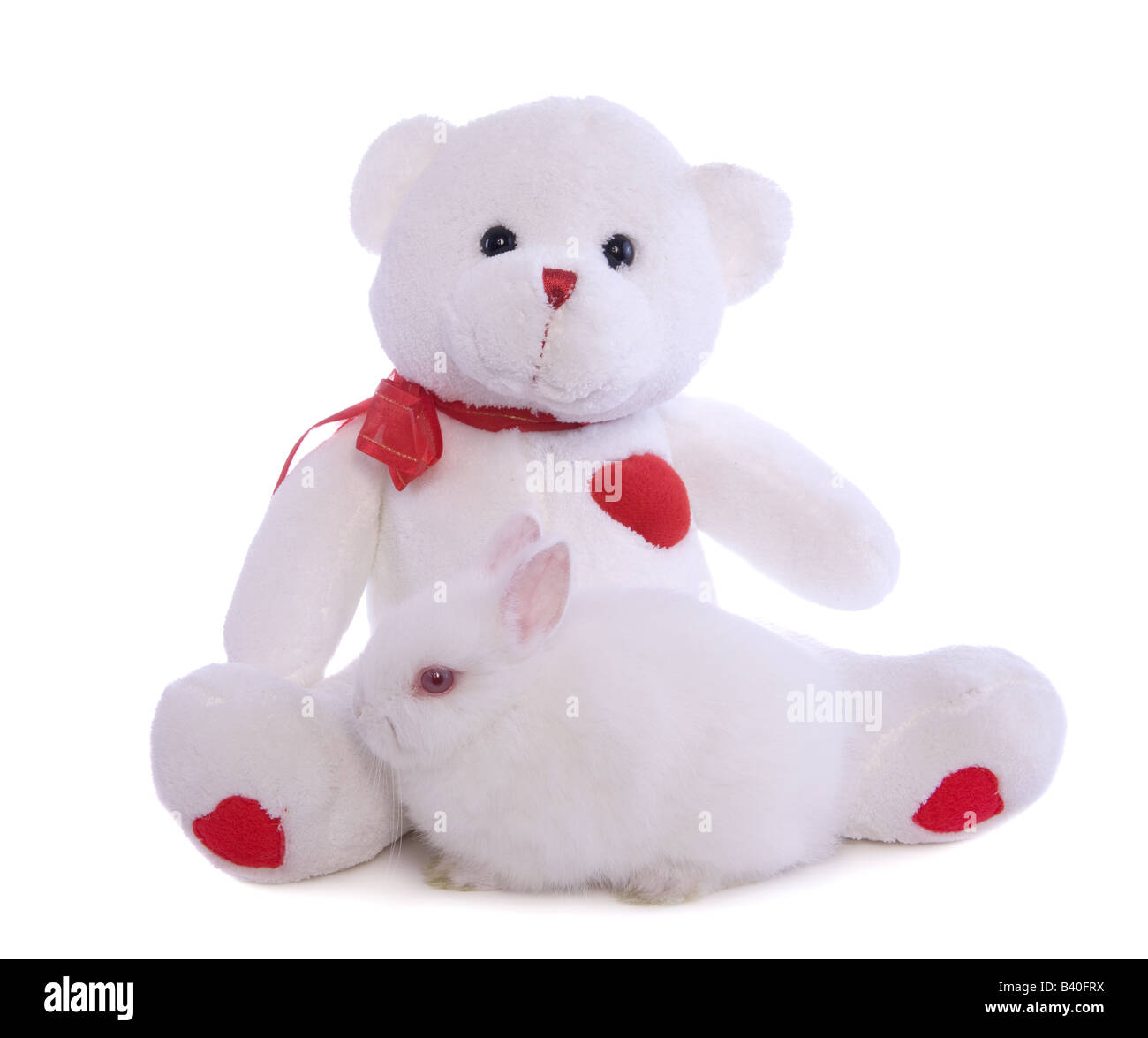 Teddy dwarf rabbit hi-res stock photography and images - Alamy