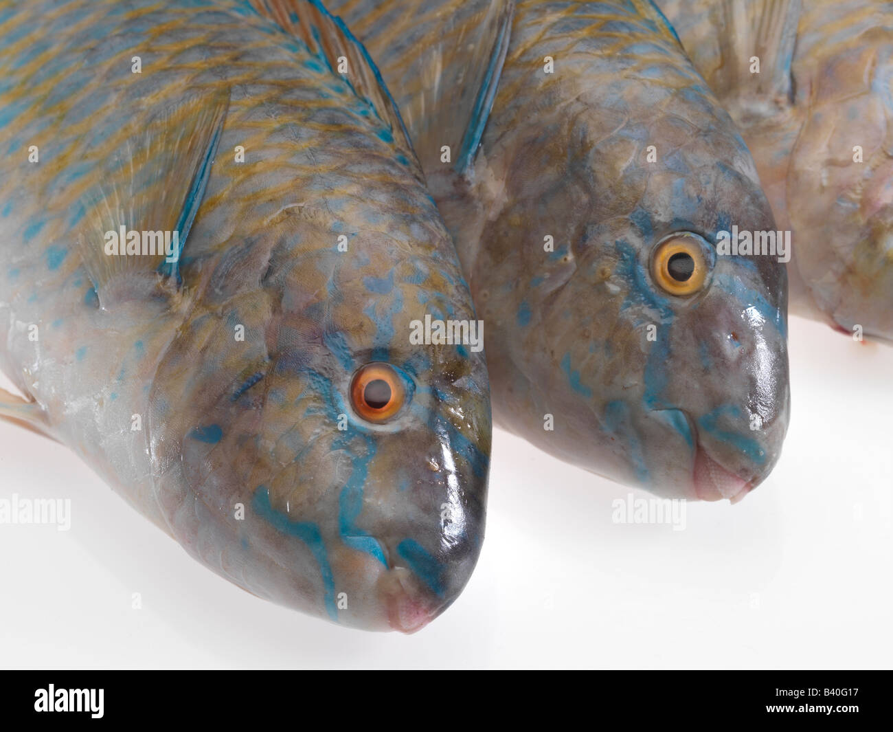 Parrot Fish And Caribbean Stock Photos & Parrot Fish And Caribbean ...