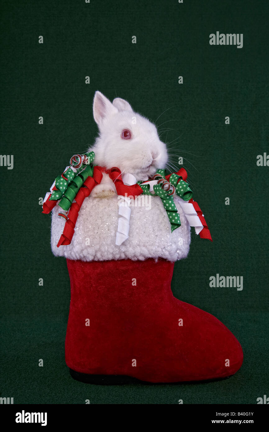 Rabbit in boot hi-res stock photography and images - Alamy