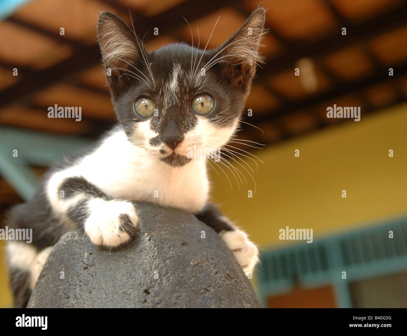 Cats of indonesia hi-res stock photography and images - Alamy