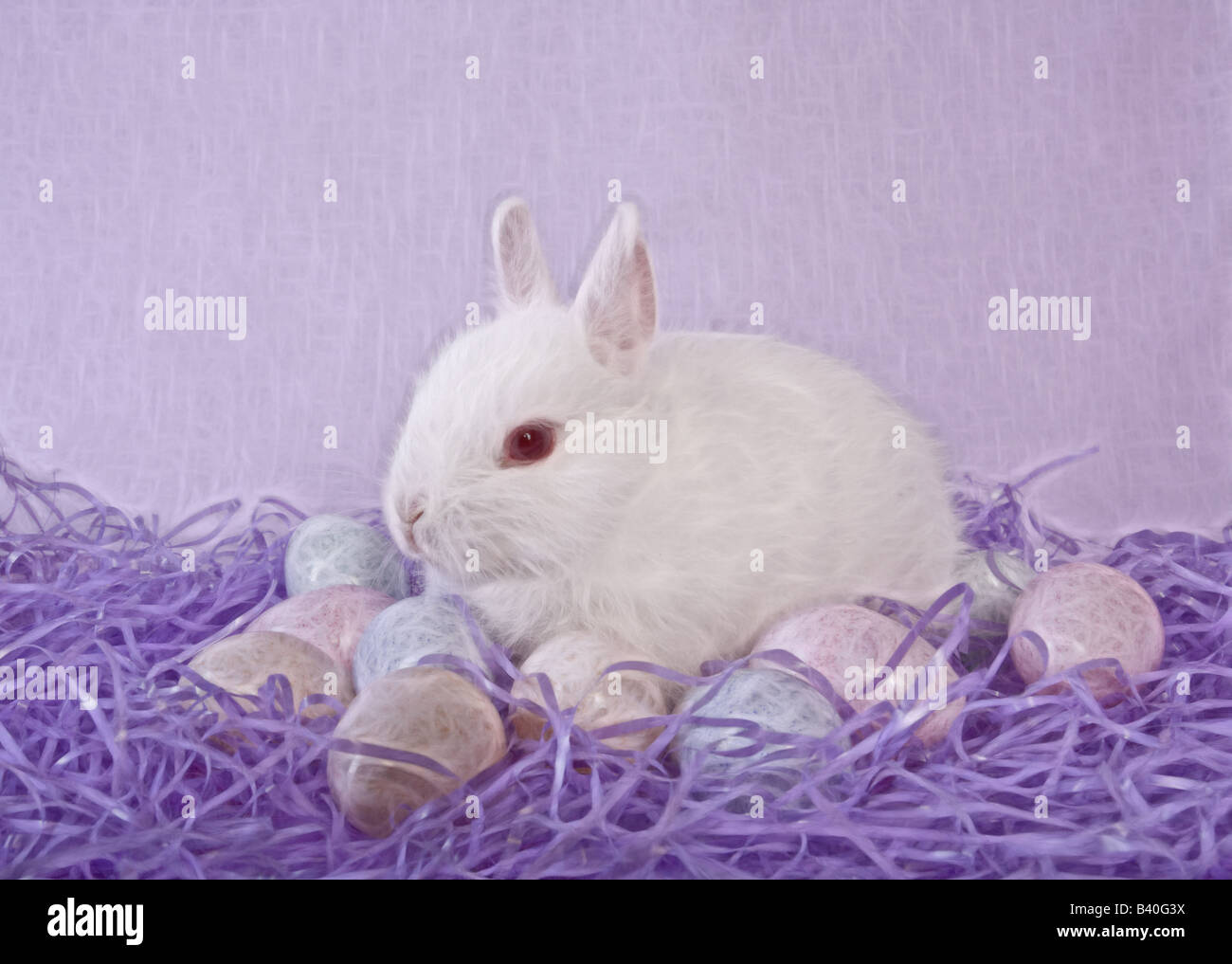 Chocolate Netherland Dwarf