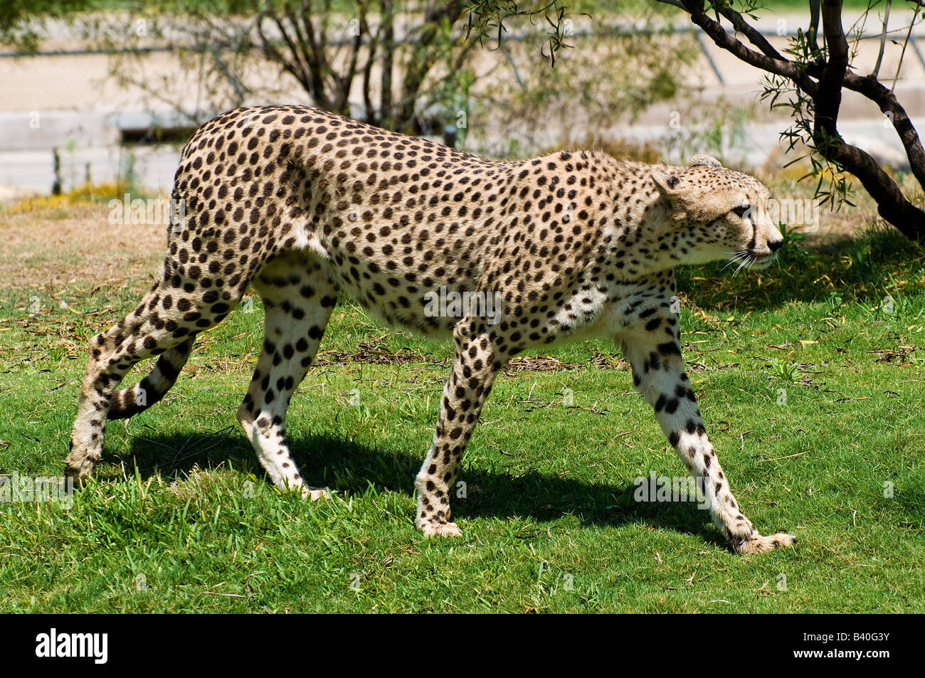 Cheetah twins hi-res stock photography and images - Alamy