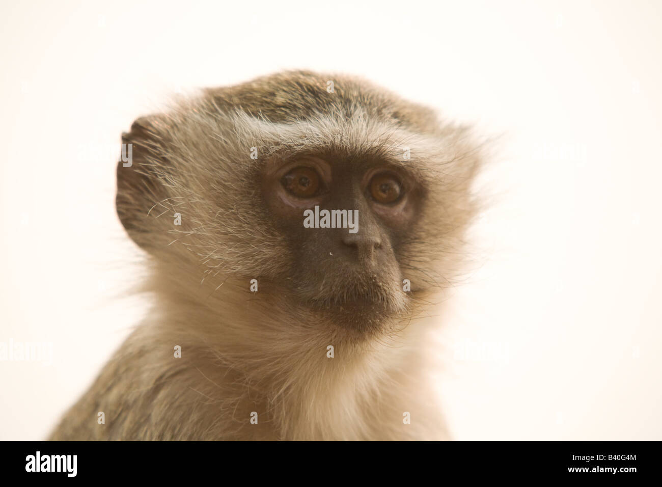 Vervet monkey, Livingstone, Zambia Africa Stock Photo - Alamy
