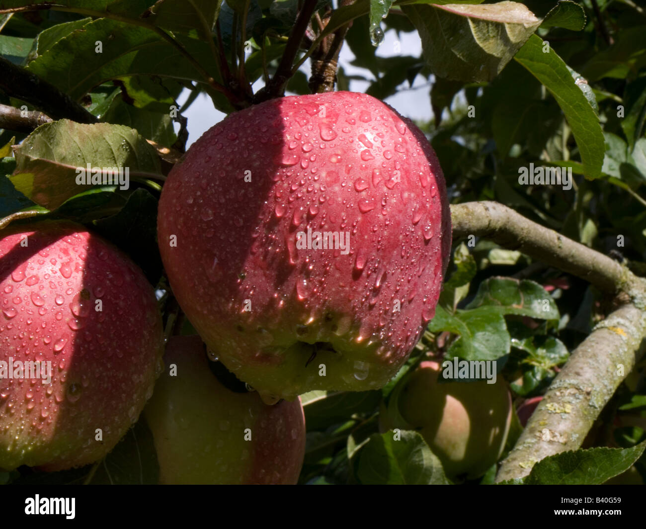 Apples ready hi-res stock photography and images - Alamy