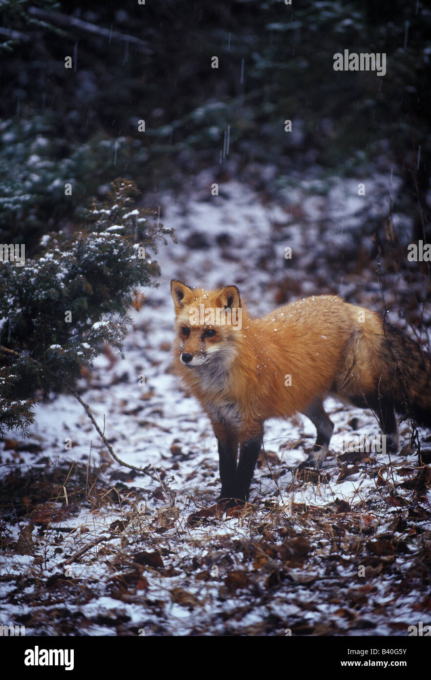 Red Fox in Snow Stock Photo - Alamy