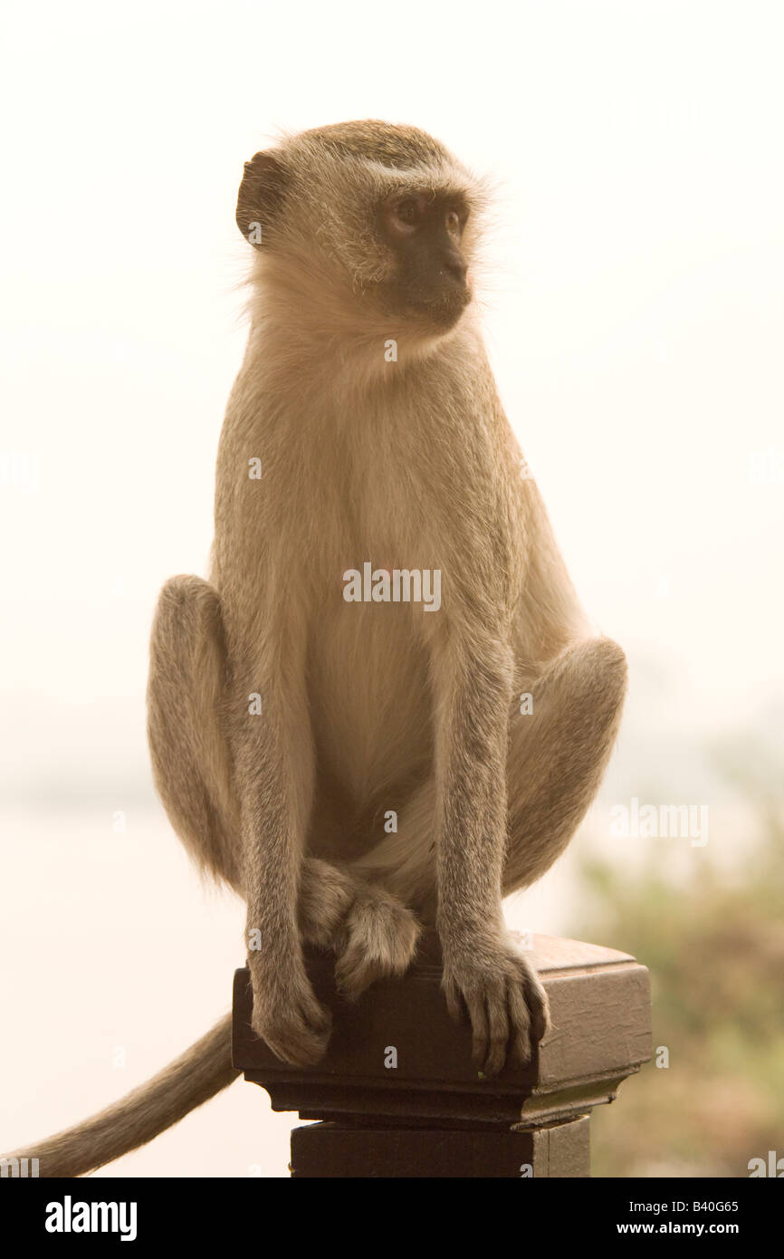 Vervet monkey, Livingstone, Zambia Africa Stock Photo - Alamy