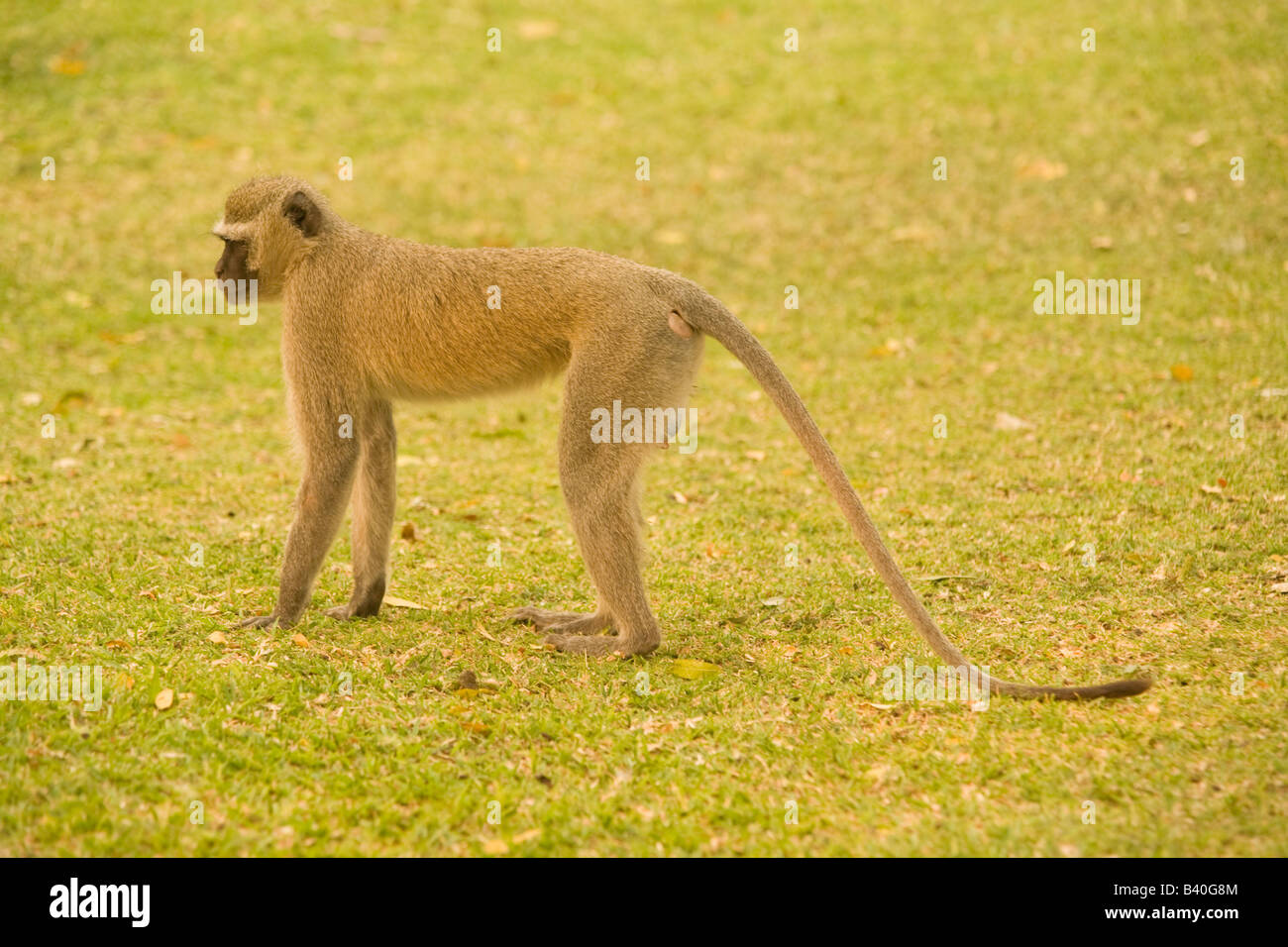 Vervet monkey, Livingstone, Zambia Africa Stock Photo - Alamy