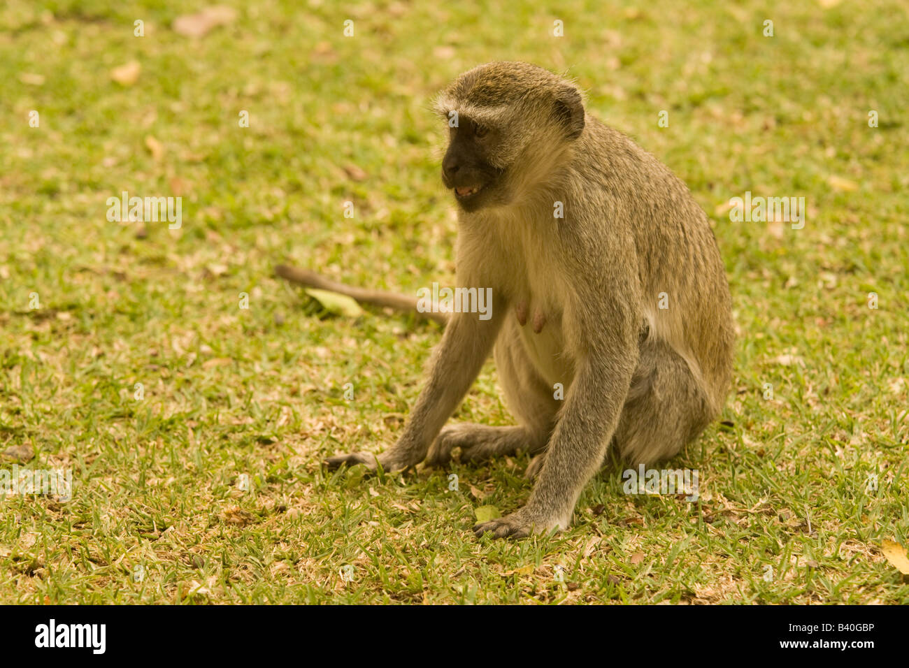 Vervet monkey, Livingstone, Zambia Africa Stock Photo - Alamy