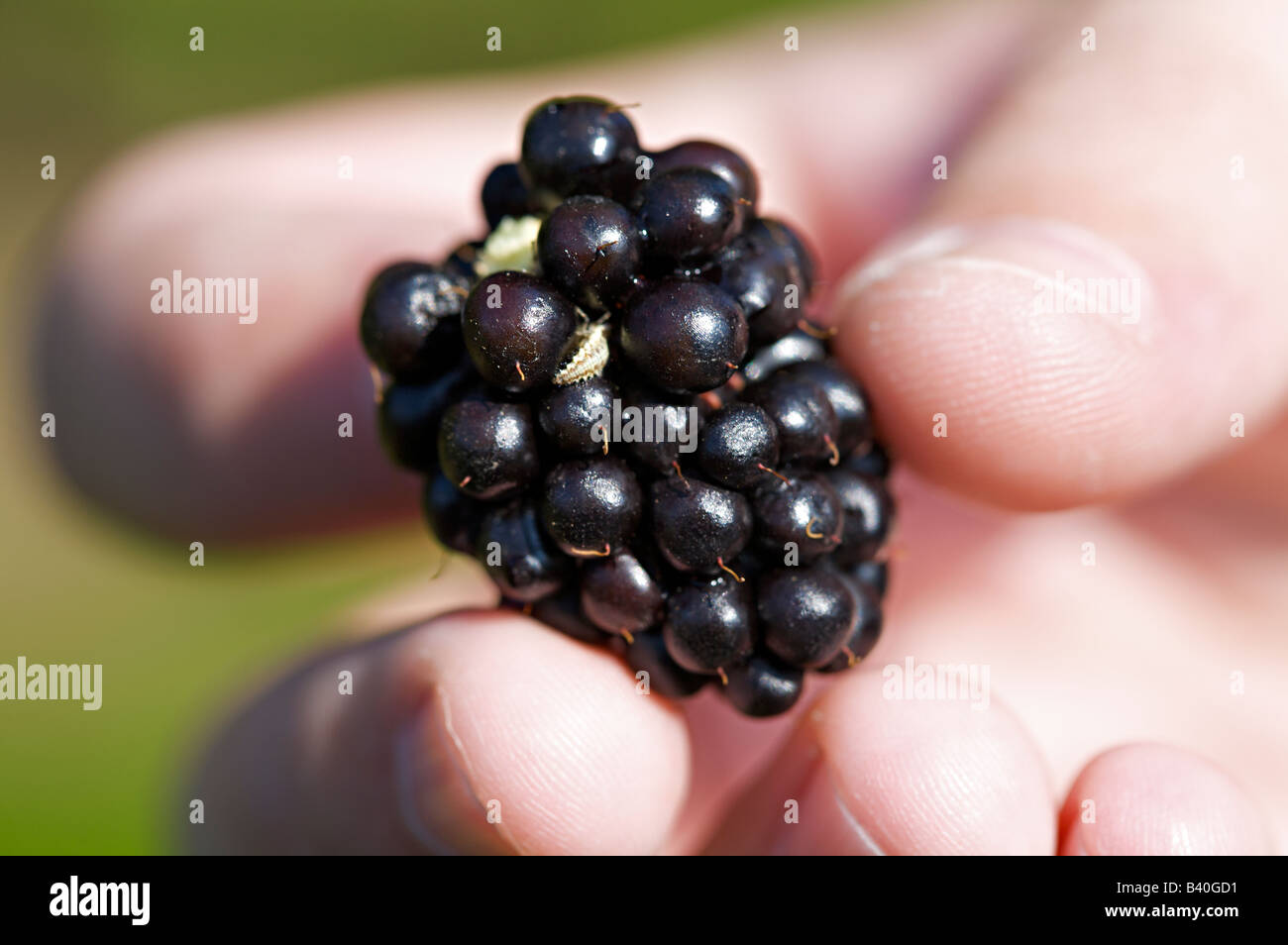 Showing blackberries hi-res stock photography and images - Alamy