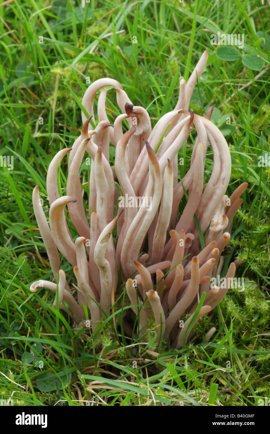 Smoky Spindles - Clavaria fumosa Stock Photo - Alamy