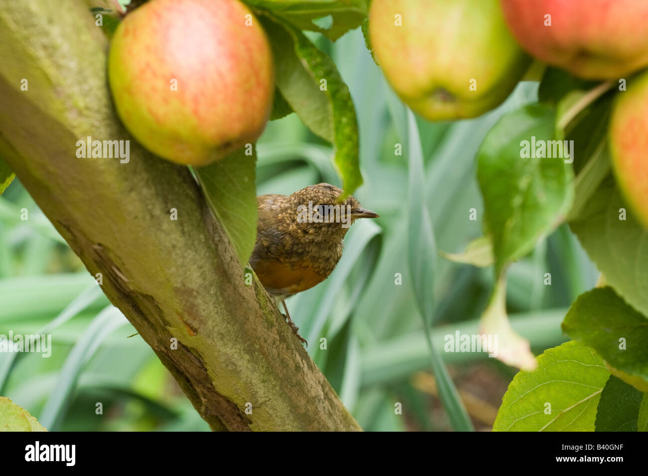 Baby robin in vegetable plot Stock Photo - Alamy