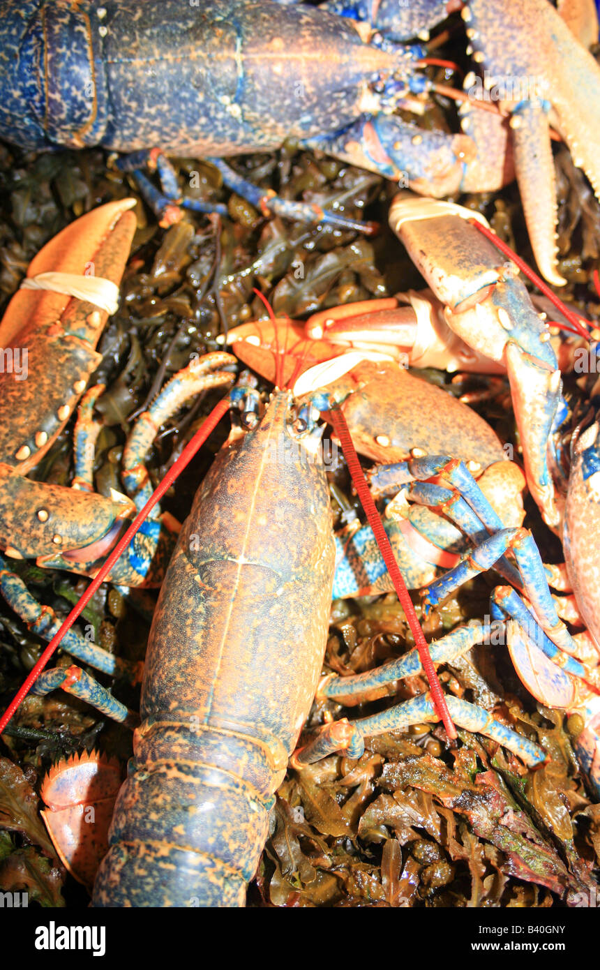 Display of lobsters on market stall at St Cast, Cotes d'Amour, Britanny ...
