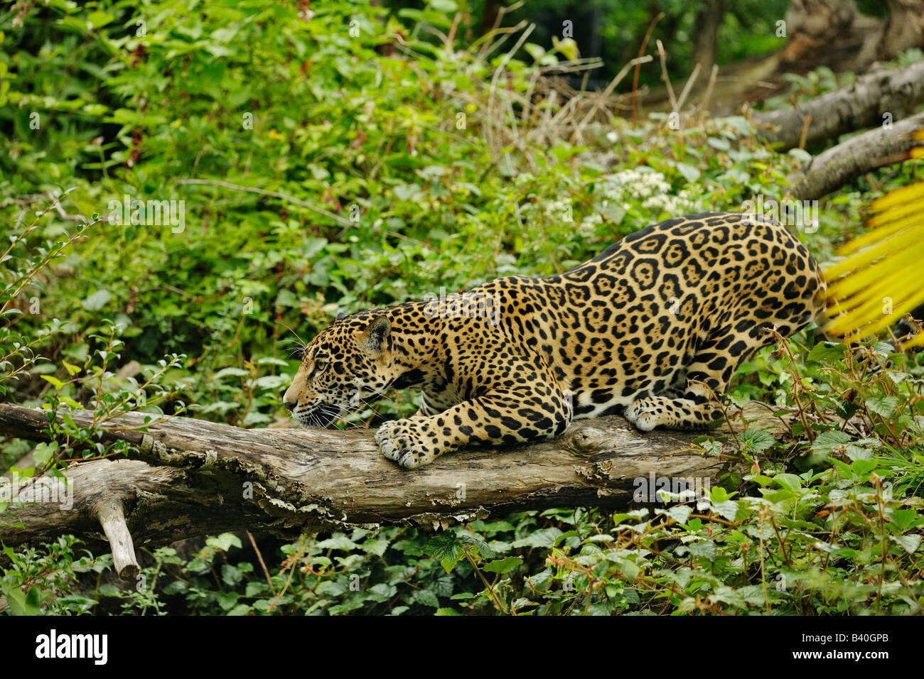 Alert jaguar on the prowl Note Captive subject Stock Photo - Alamy