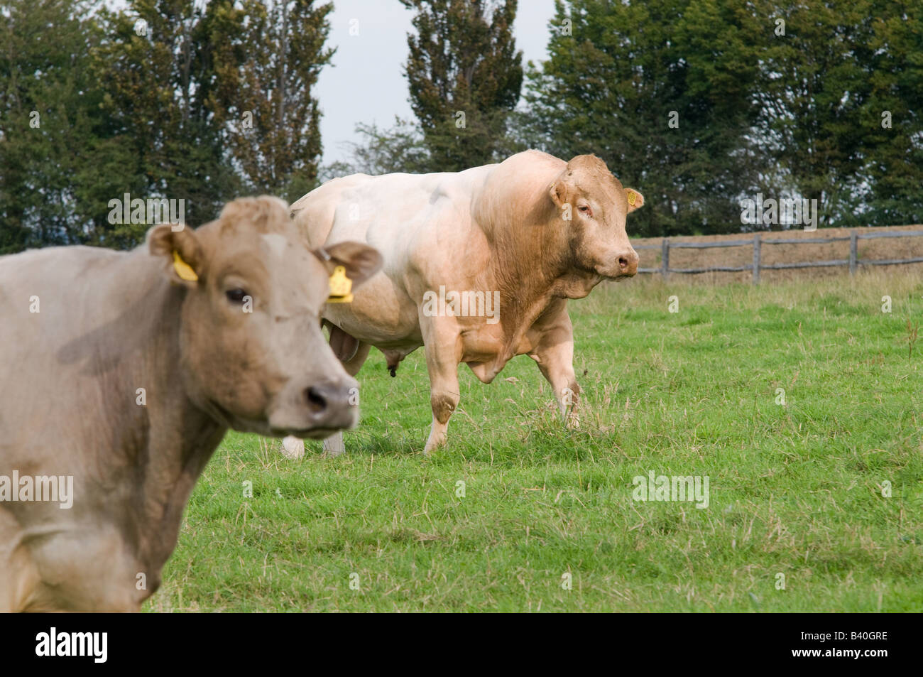 Bull grass hi-res stock photography and images - Alamy