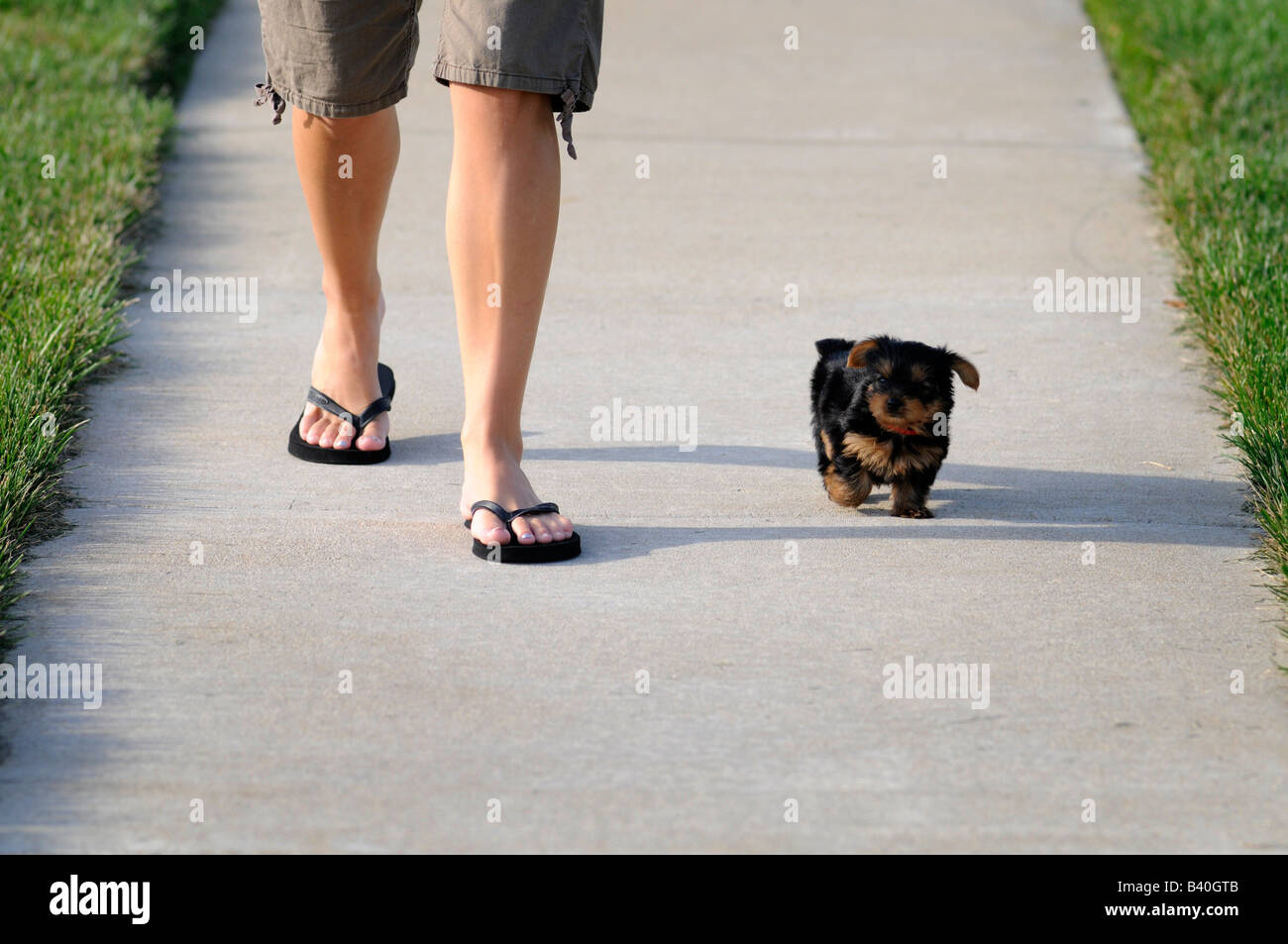 A six week old Yorkshire Terrier puppy goes for a walk Stock Photo - Alamy