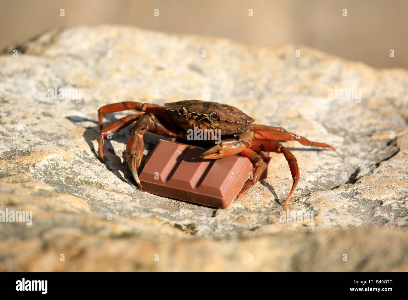 Stone crab claws hi-res stock photography and images - Alamy