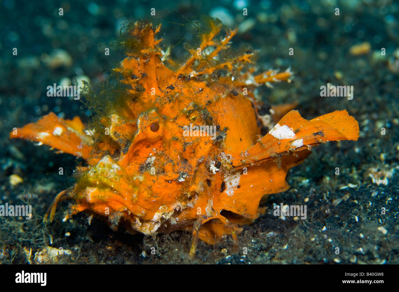 Orange scorpionfish hi-res stock photography and images - Alamy