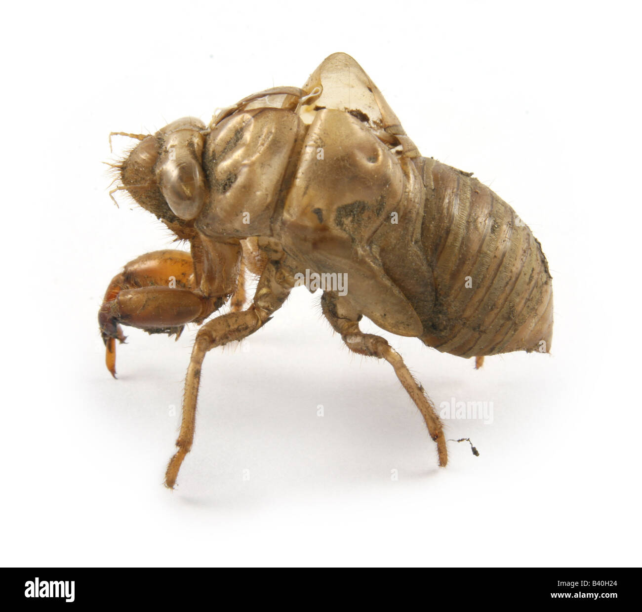 Dogday Harvestfly (Tibicen canicularis) -- a species of cicada -- shed ...