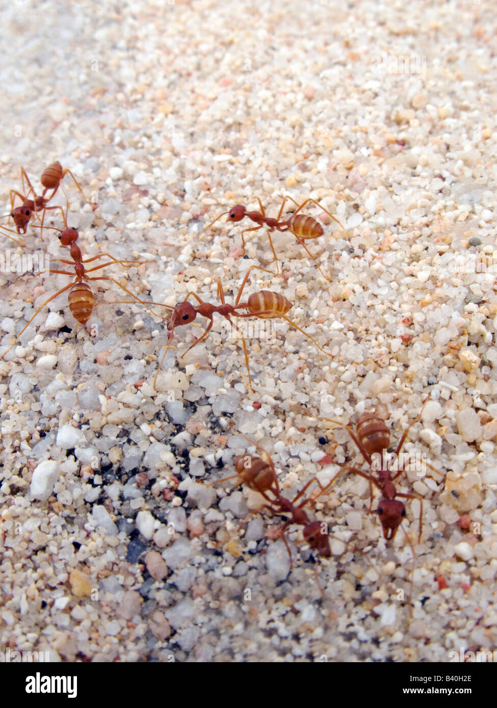 Ant hi-res stock photography and images - Alamy