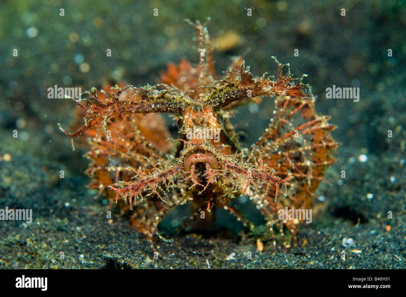 Ambon Scorpionfish Pteroidichthys amboinensis in Lembeh Strait ...