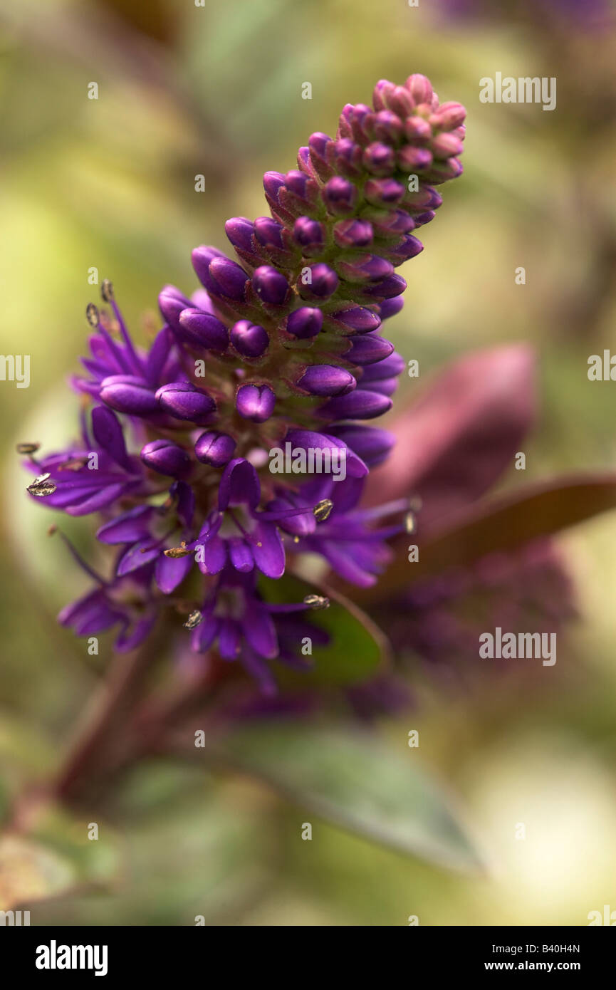 Purple veronica hi-res stock photography and images - Alamy