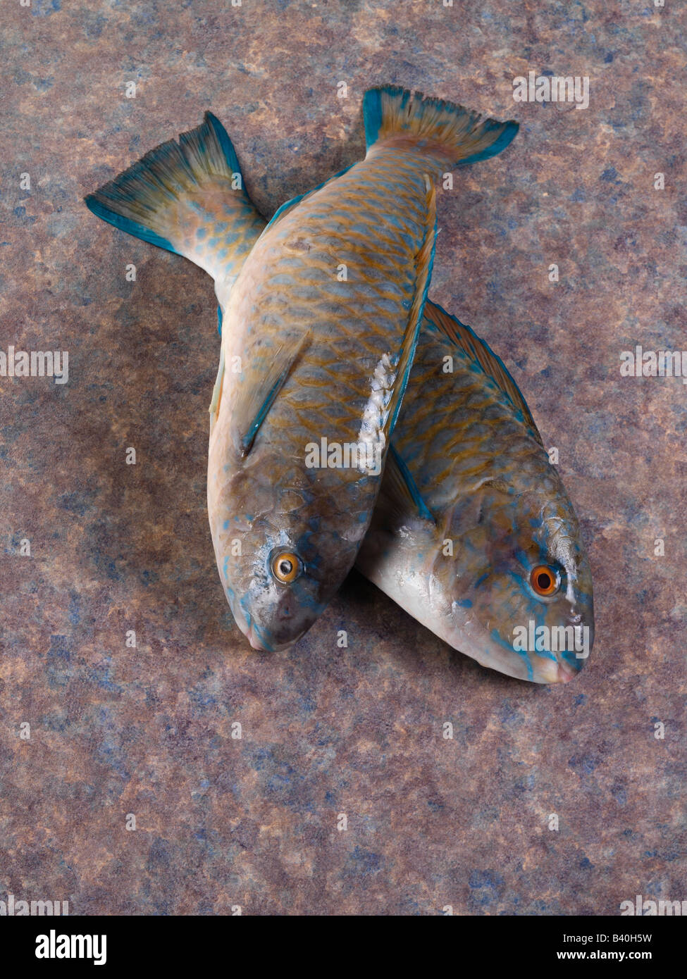 Parrot fish and caribbean hi-res stock photography and images - Alamy