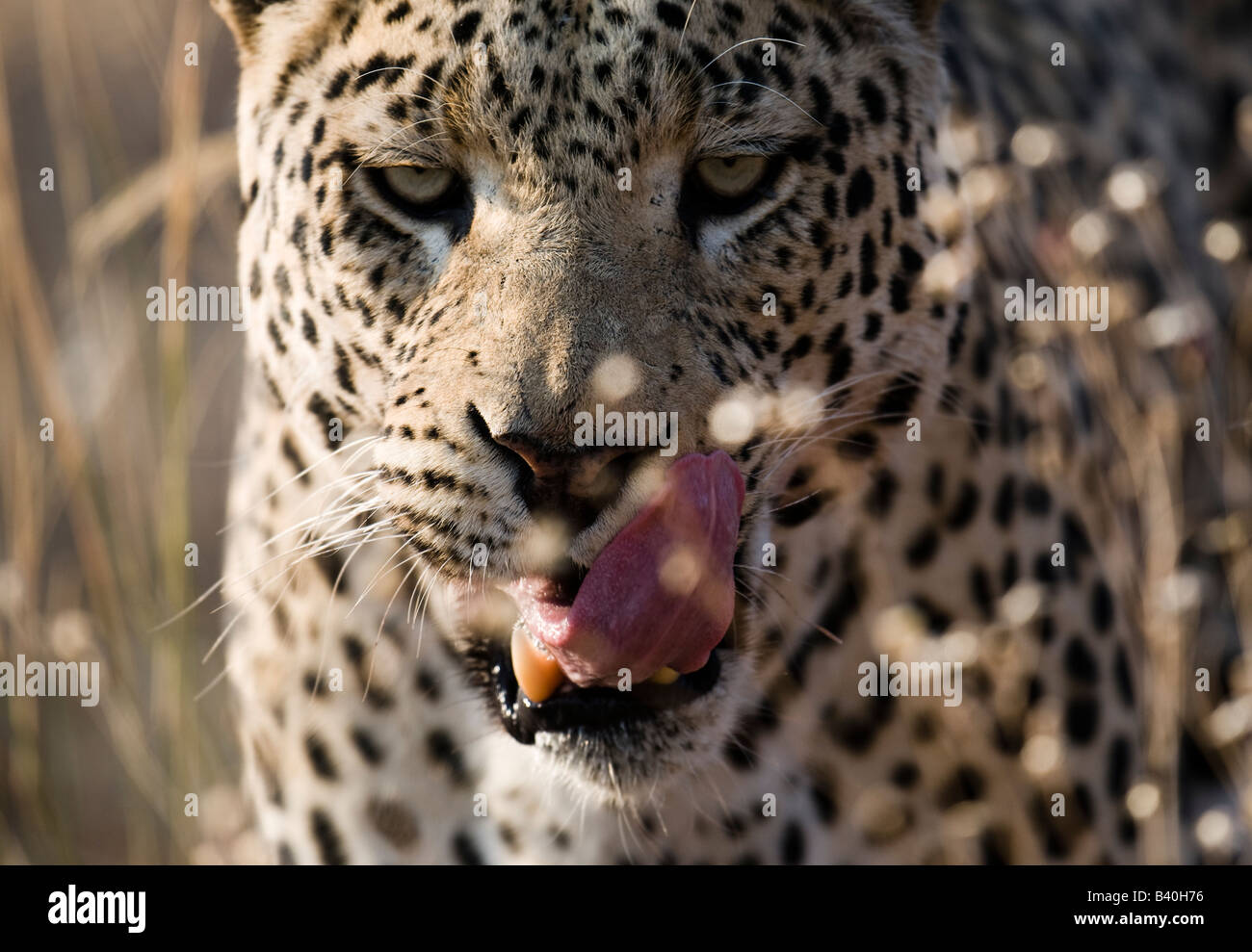 Leopard, Okonjima, Namibia. We watched this leopard feeding on the ...