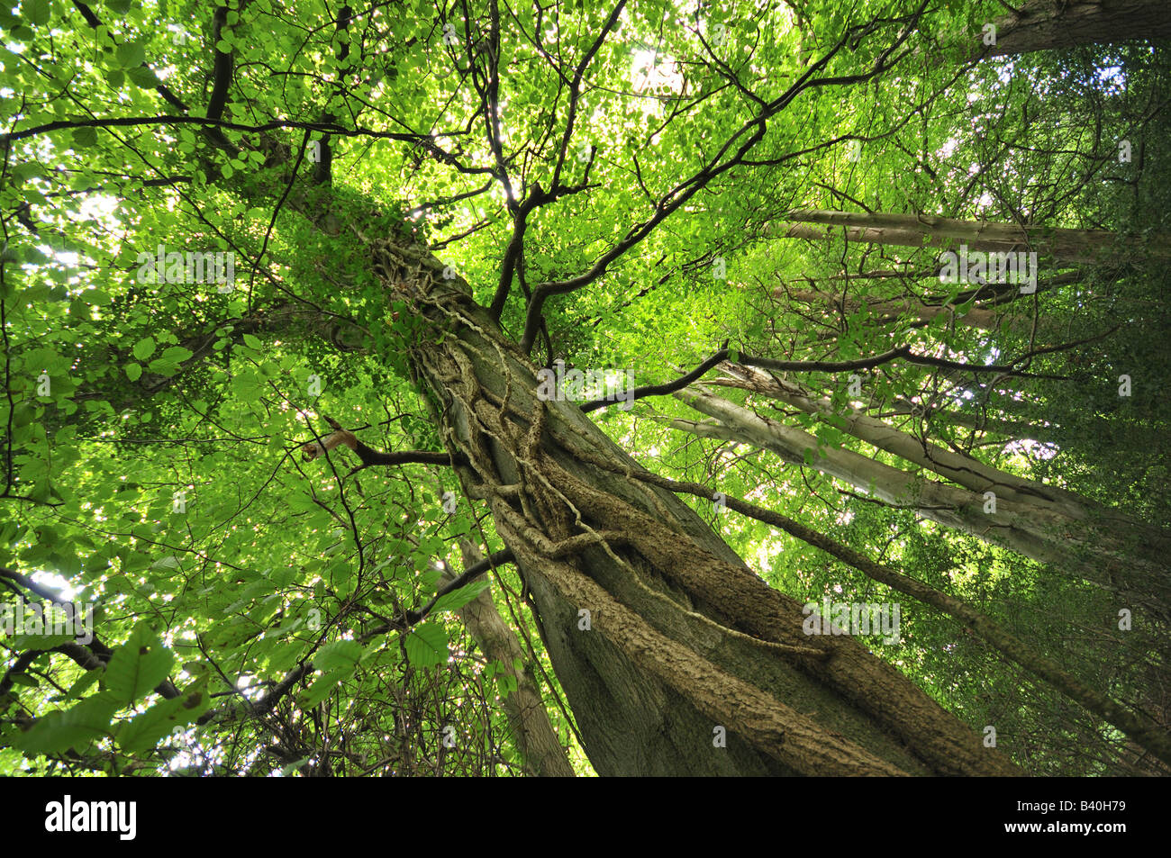 Ashdown Forest, Trees view up, Susses, UK, Europe Stock Photo - Alamy