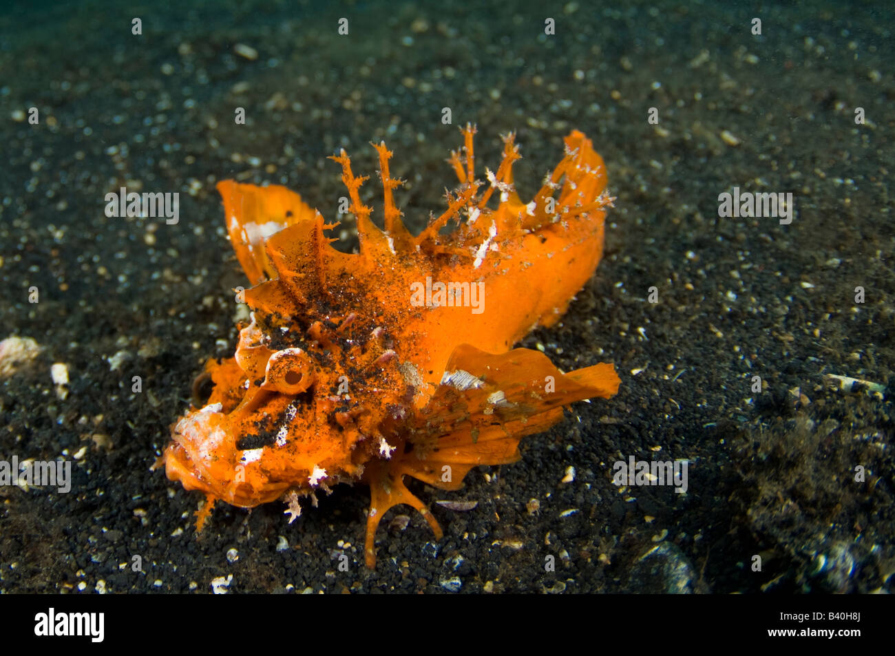 Lembeh strait hi-res stock photography and images - Alamy
