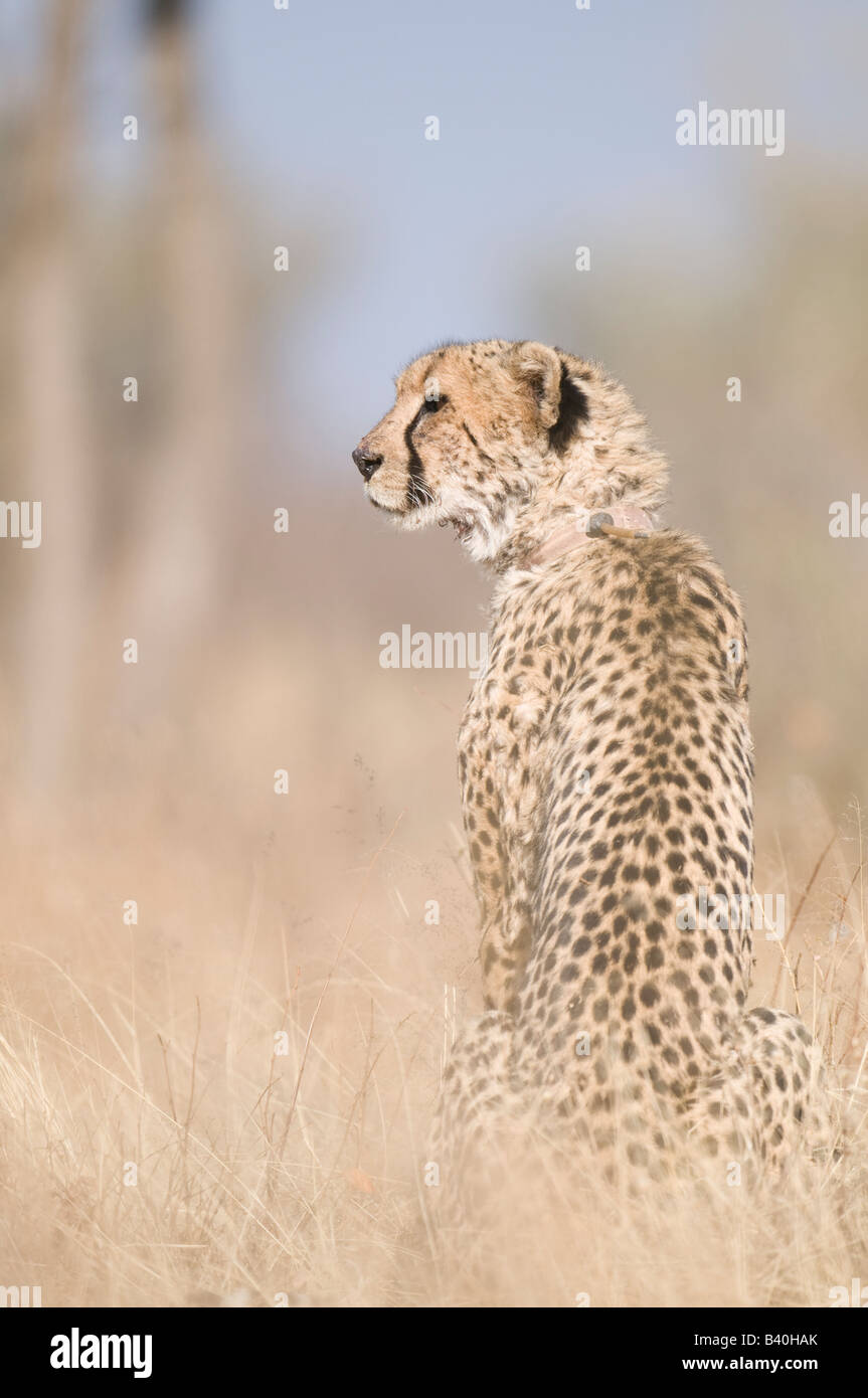 Cheetah, AfriCat project, Okonjima, Namibia. This cheetah is an old ...