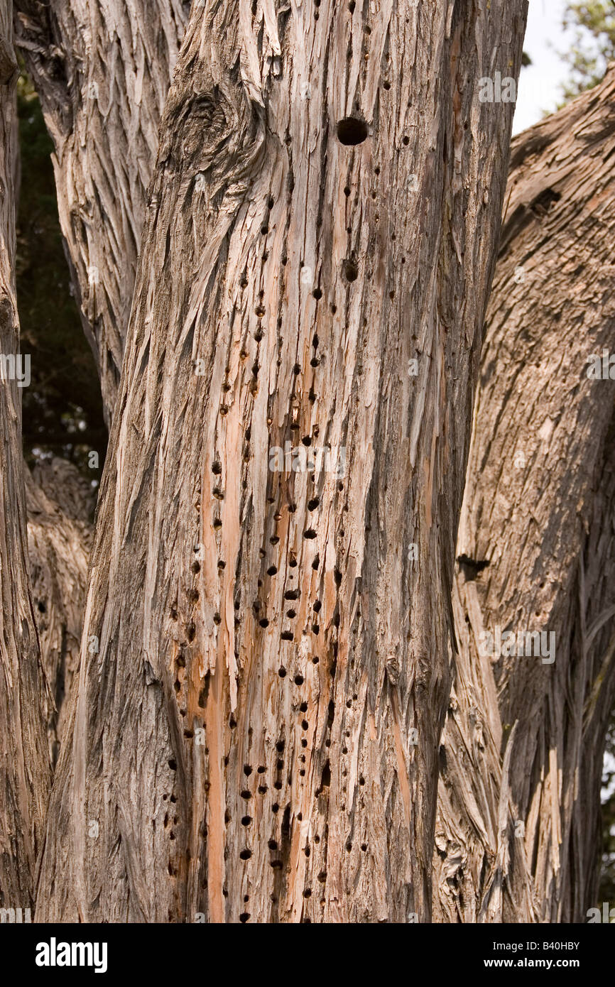 Acorn Woodpecker food cache, Melanerpes formicivorus Stock Photo - Alamy