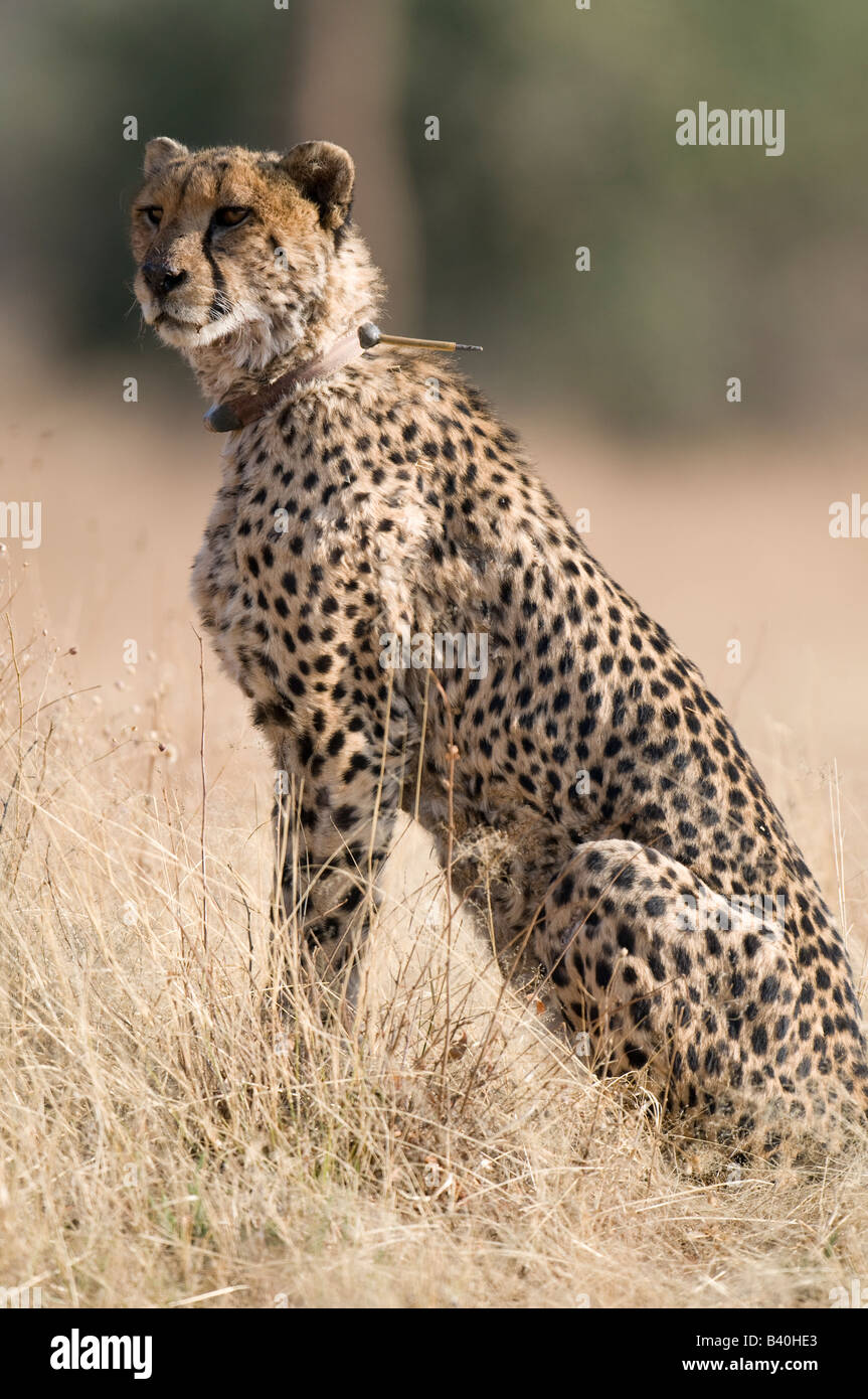 Cheetah, AfriCat project, Okonjima, Namibia. This cheetah is an old ...