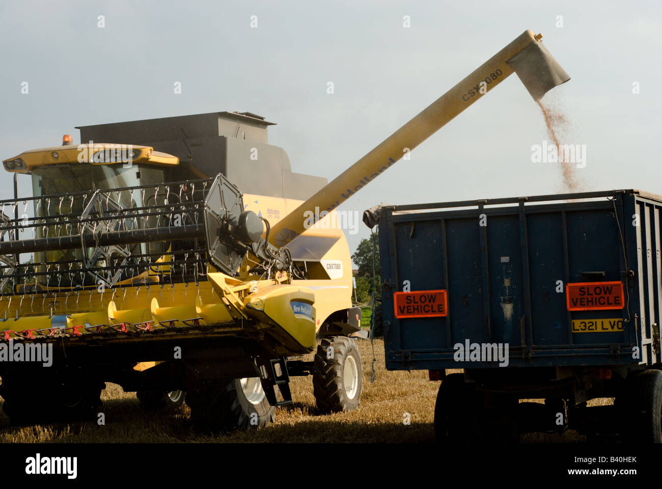 Combine harvester unloading grain into a trailer, uk Stock Photo - Alamy