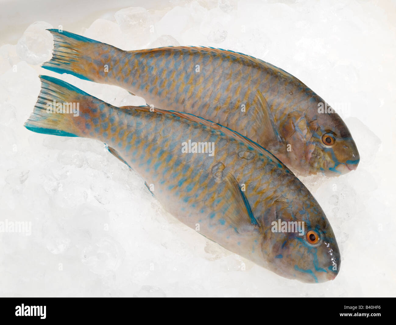 Parrotfishes hi-res stock photography and images - Alamy