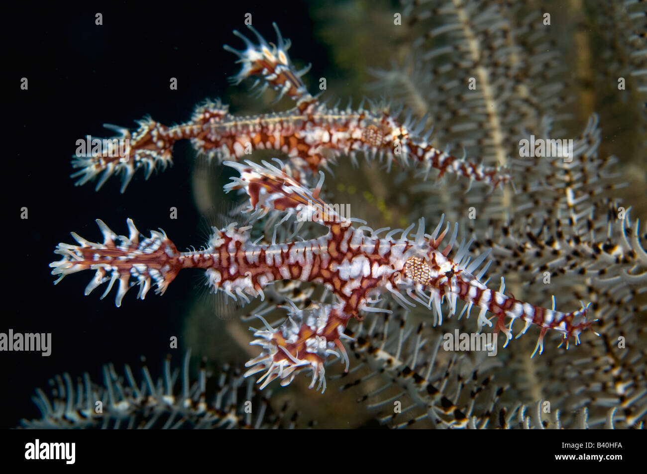 Harlequin Ghost Pipefish Solenostomus paradoxus photographed in Lembeh ...