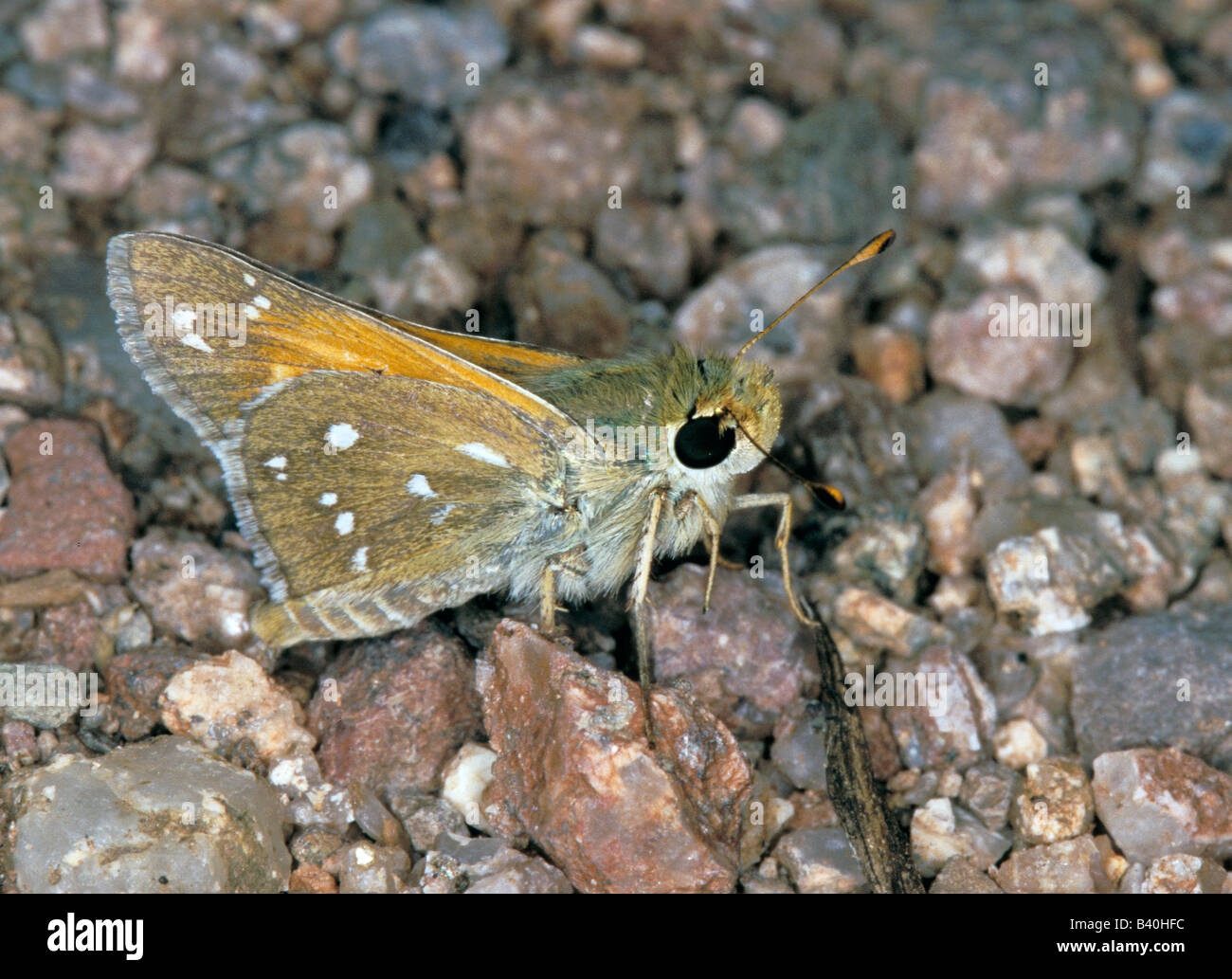 Wings of flight hi-res stock photography and images - Alamy