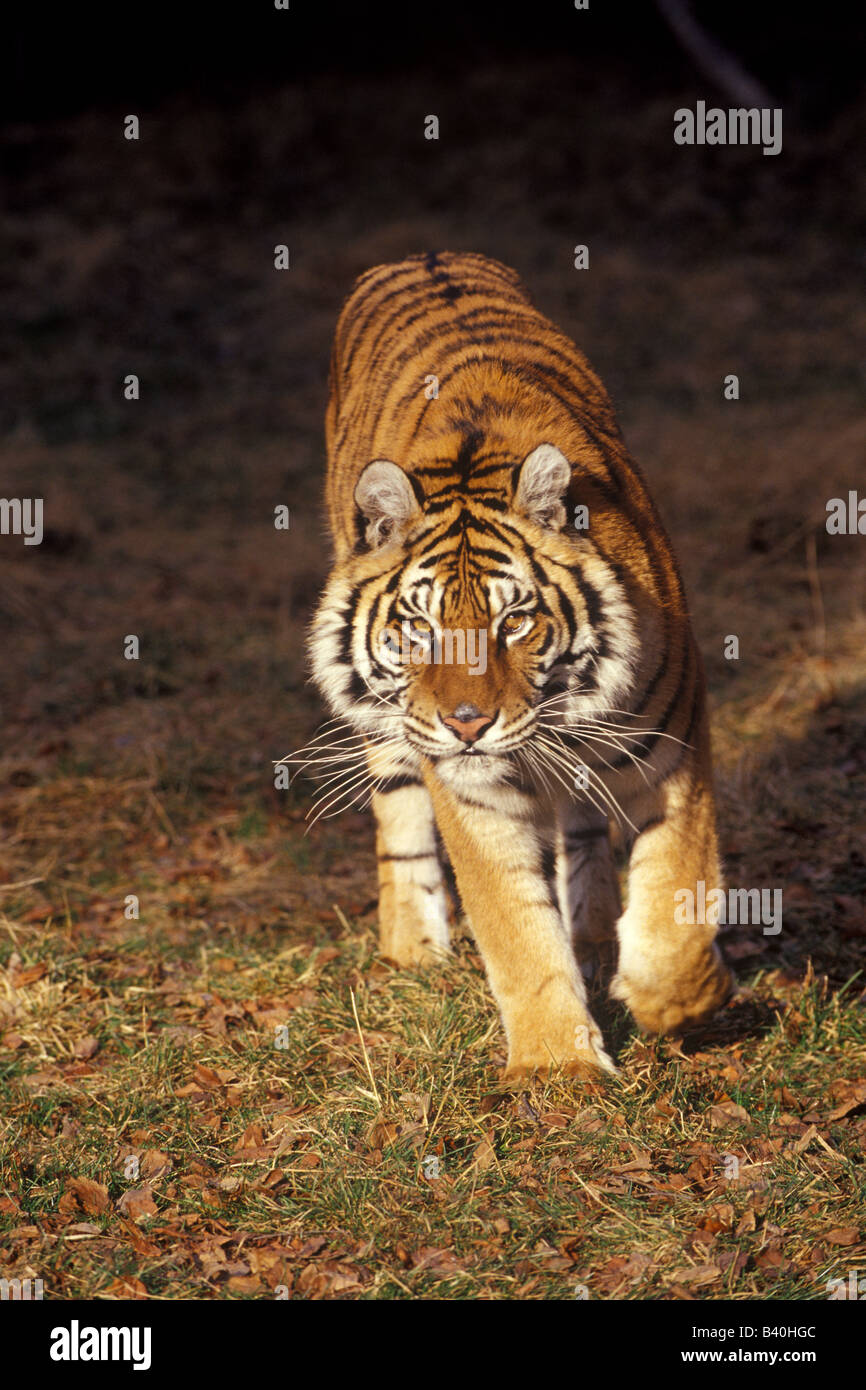 Tiger Prowling High Resolution Stock Photography and Images - Alamy