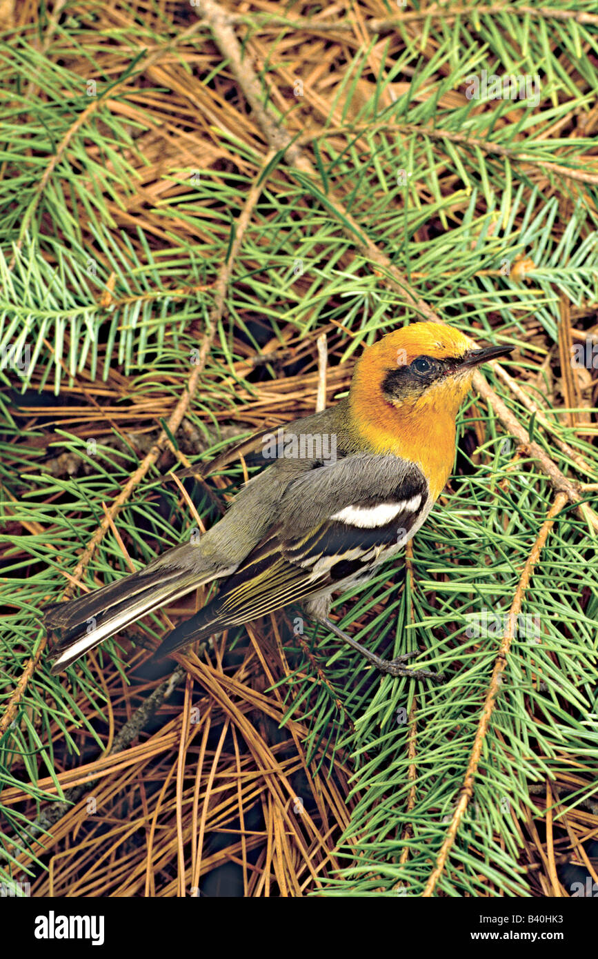 Olive green black and white feathered hi-res stock photography and ...